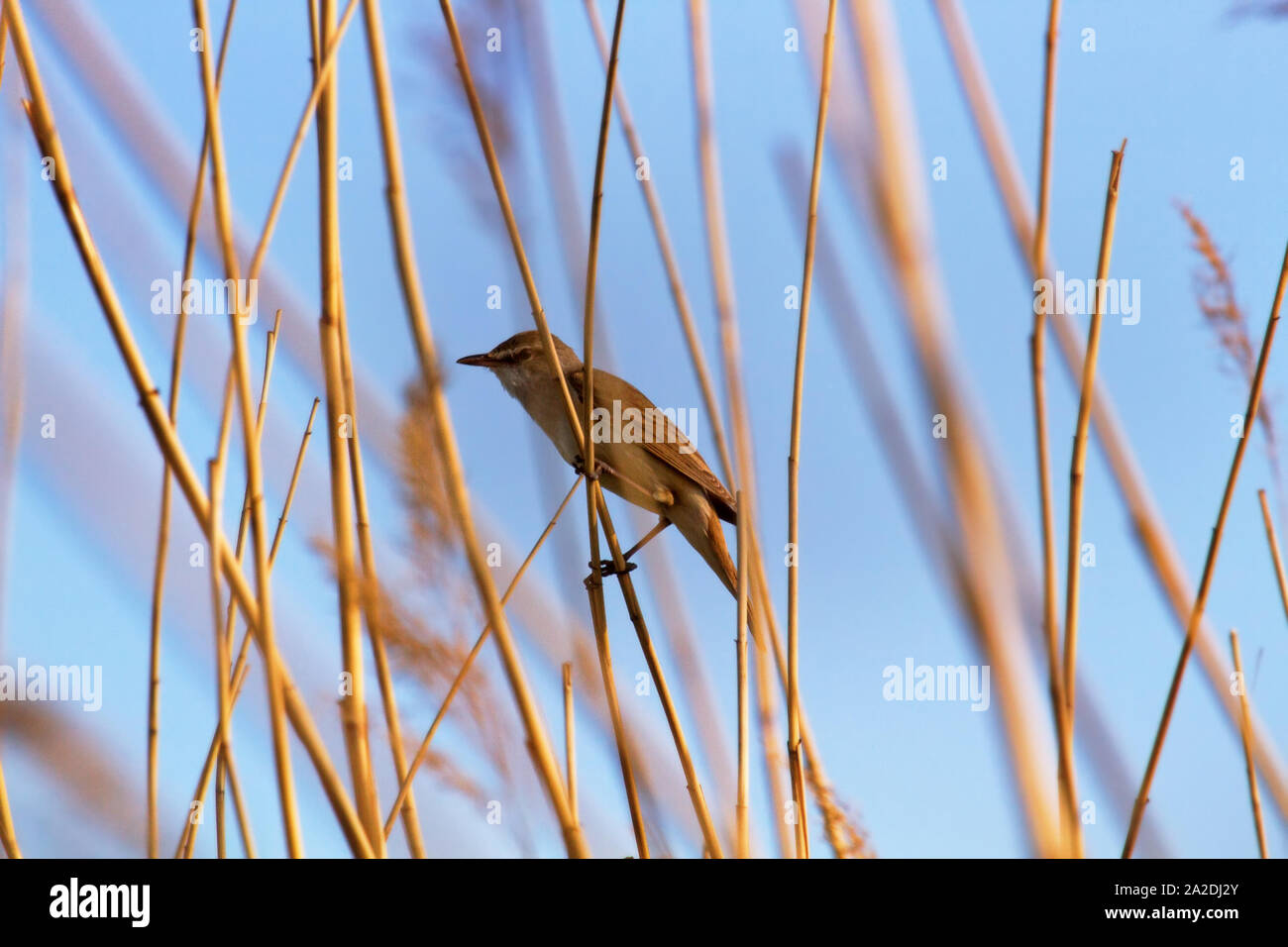 The Great Reed Warbler (Acrocephalus arundinaceus) sings on the tops of ...