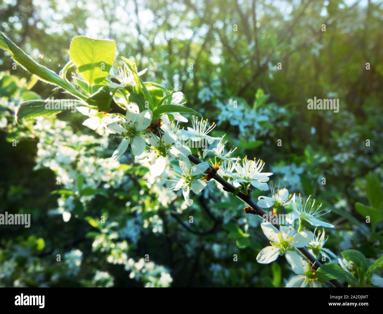 Volga flowers hi-res stock photography and images - Alamy