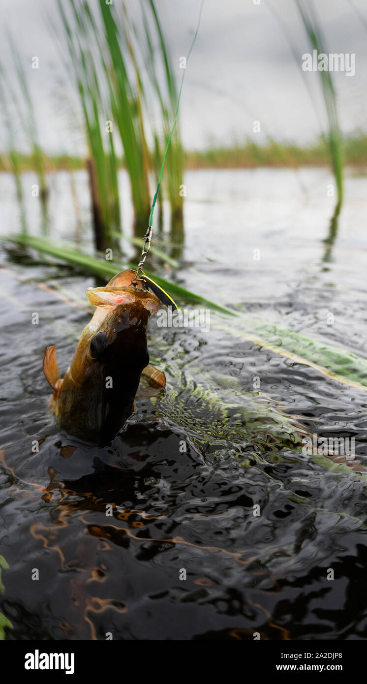 River perch in front of a river basin cattail. Fishing spinning on ...