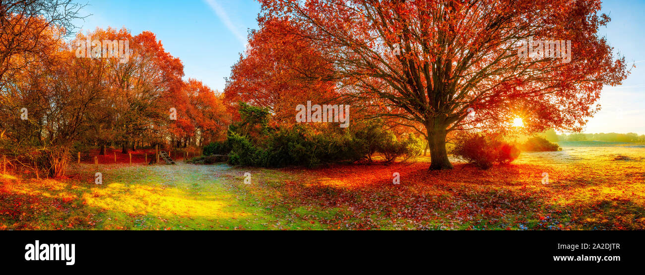 Landscape in autumn with big oak tree Stock Photo - Alamy