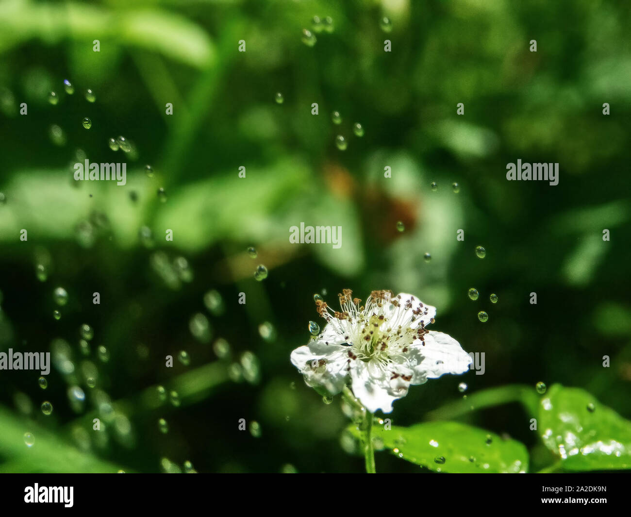 Pouring rain (heavy fall of rain) over flowering strawberry, wild ...