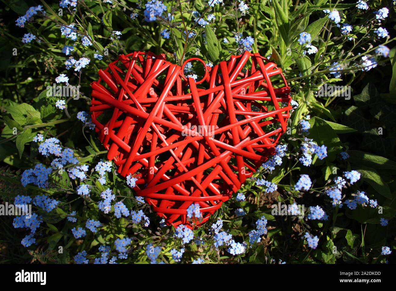 The pictureshows a red heart and spring flowers Stock Photo - Alamy