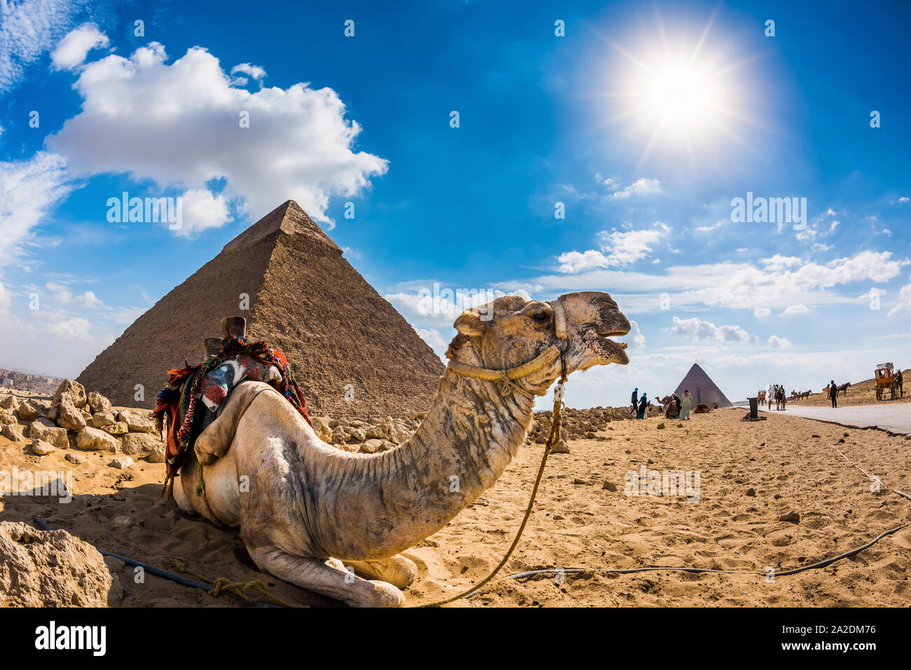 Camel in the Egyptian desert with the pyramids of Giza in the ...