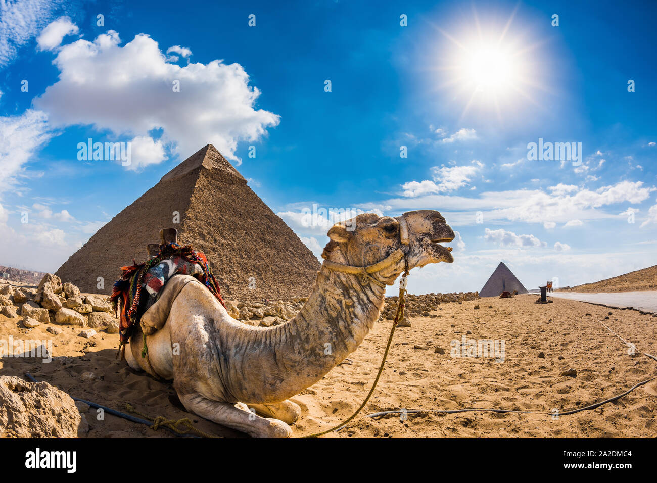Camel in the Egyptian desert with the pyramids of Giza in the ...