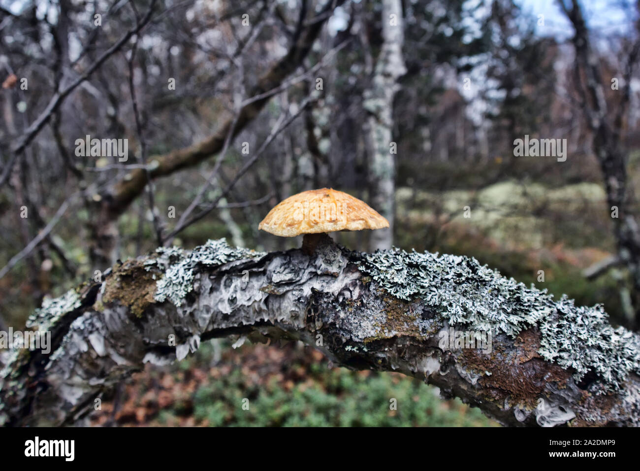 Fungus of coniferous forests hi-res stock photography and images - Alamy