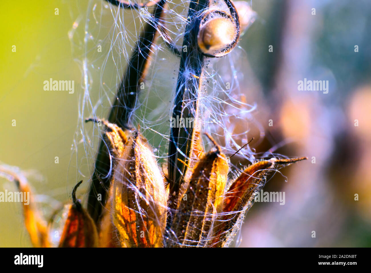 The plant fruits is wraped with fiber, woolly, feather, threads fruit ...