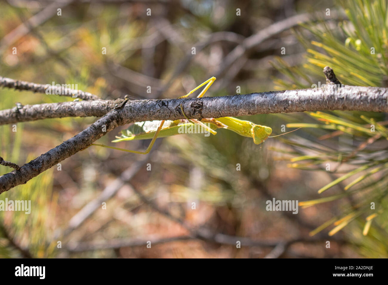 Praying Mantis Crawling High Resolution Stock Photography and Images ...
