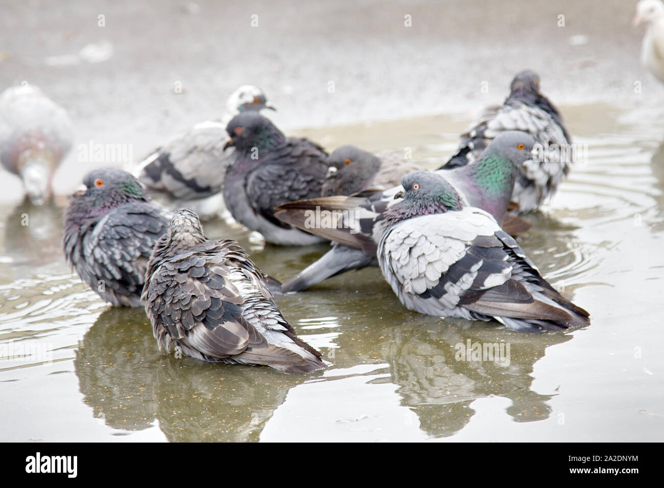 Disheveled birds hi-res stock photography and images - Alamy