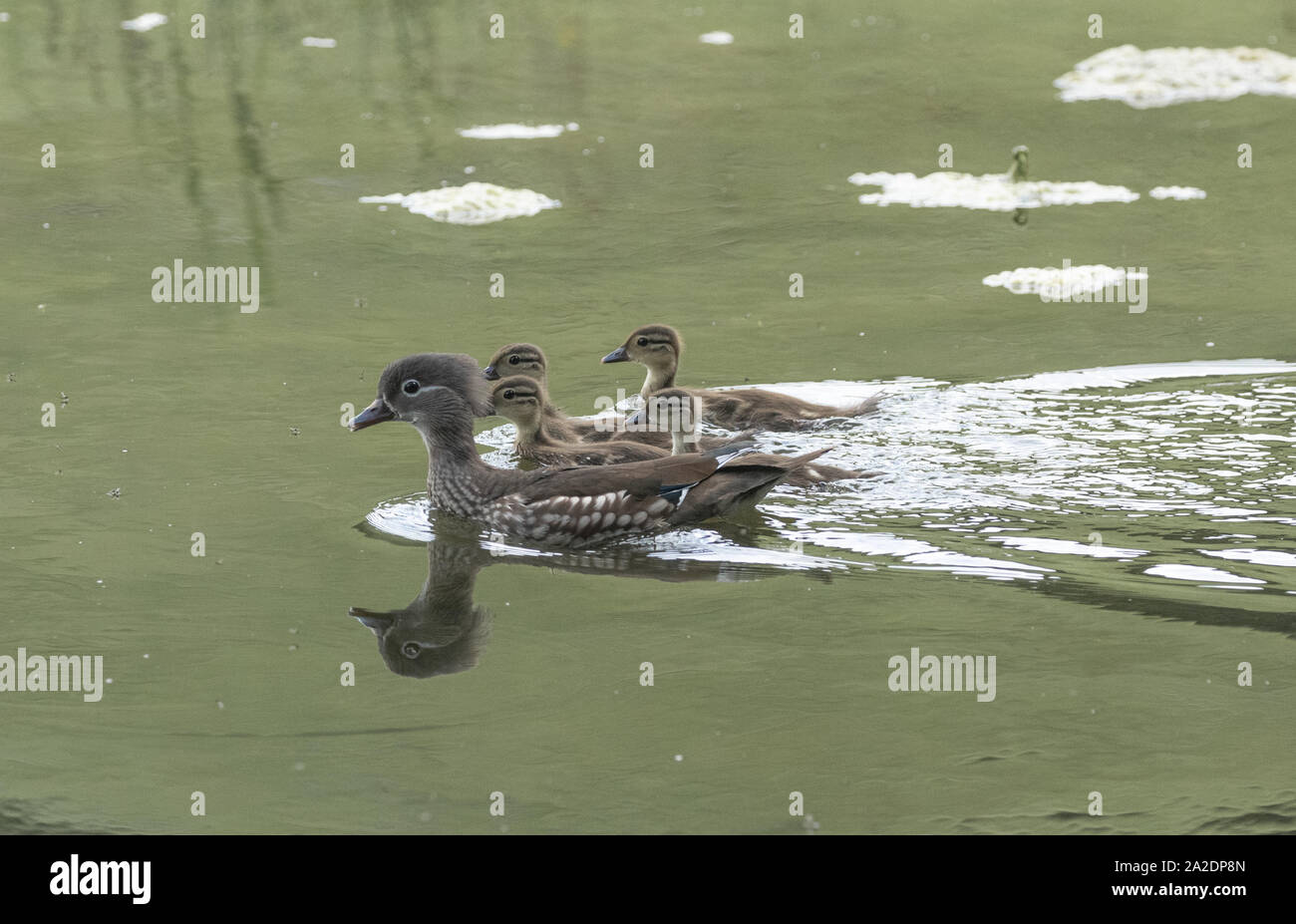 Baby Mandarin Duck High Resolution Stock Photography and Images - Alamy