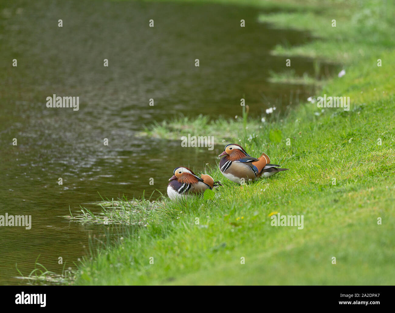 Two male mandarin ducks(UK) on the bank of a lake Stock Photo - Alamy