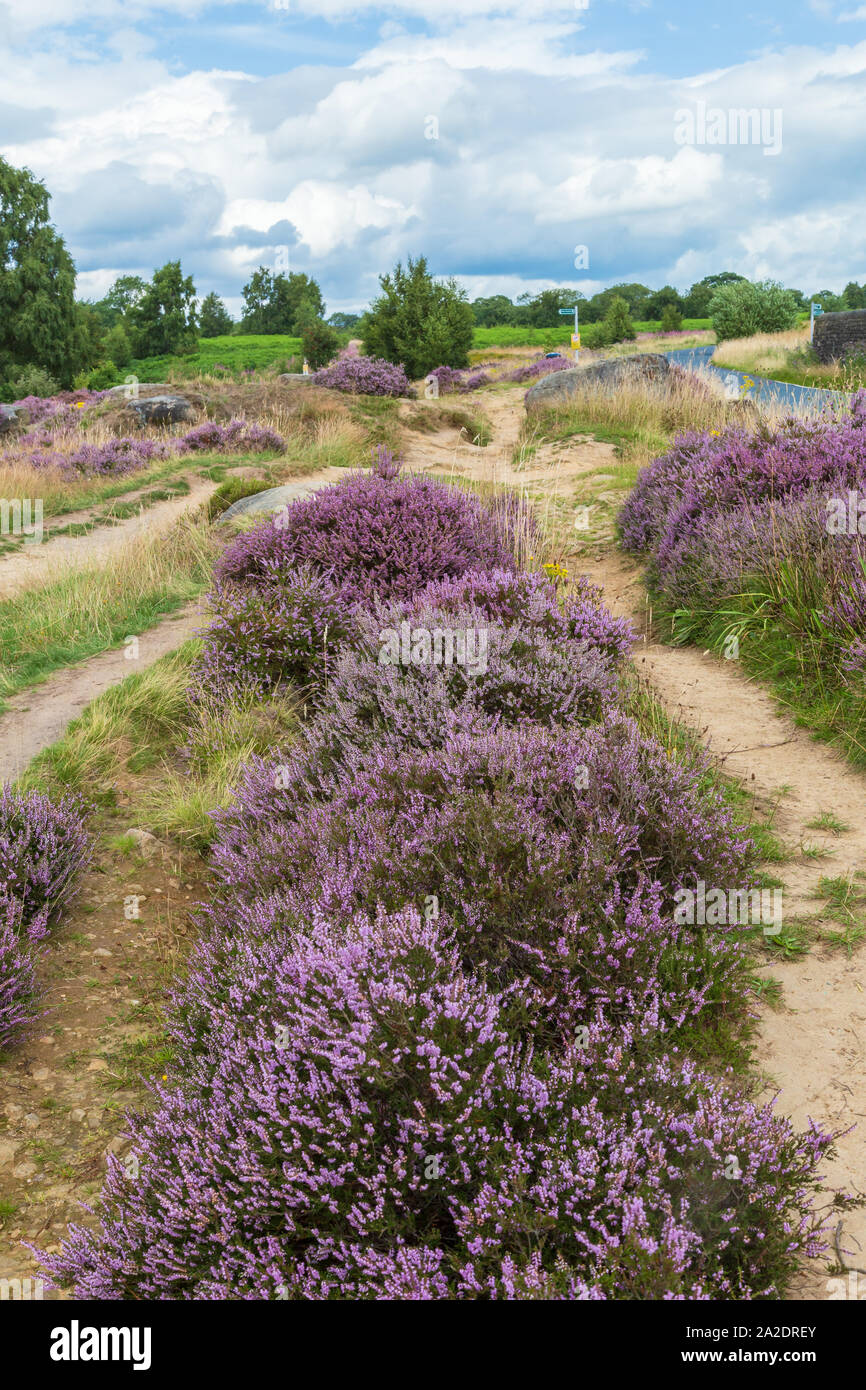 Heather in full bloom on Shipley Glen in Yorkshire, England Stock Photo ...