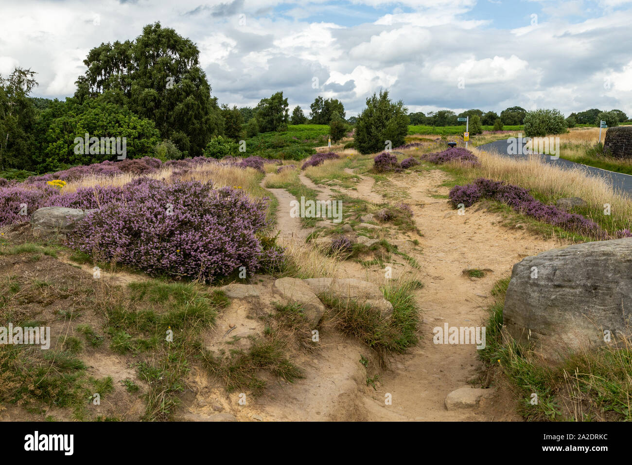 Heather in full bloom on Shipley Glen in Yorkshire, England Stock Photo ...