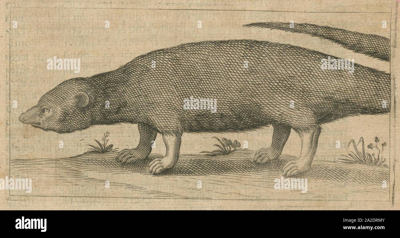 Egyptian mongoose herpestes ichneumon hi-res stock photography and ...