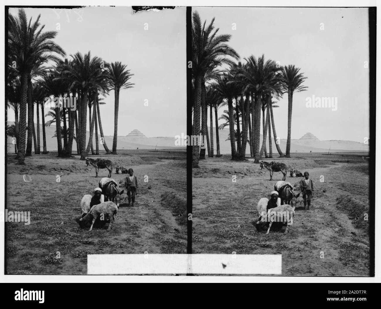 Egyptian views; The pyramids of Gizeh. Memphis and Sakkara. Distant ...