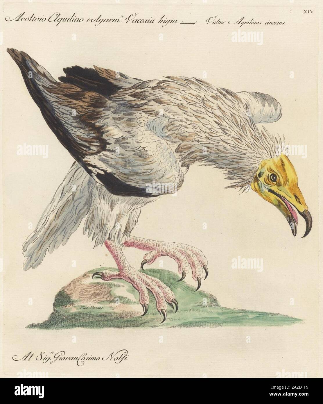 Manetti hi-res stock photography and images - Alamy