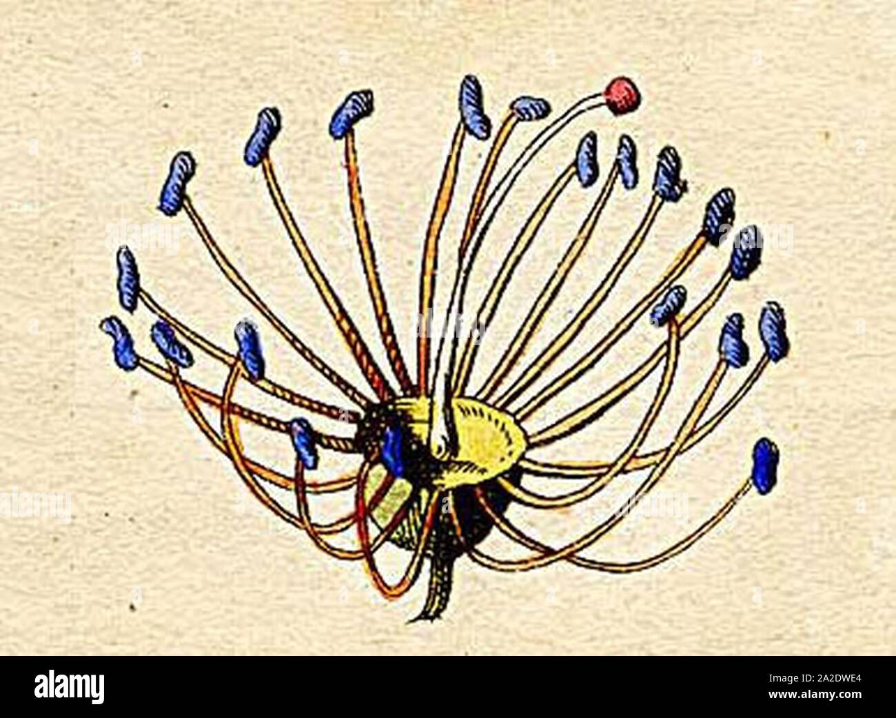 Ehret plantarum hi-res stock photography and images - Alamy