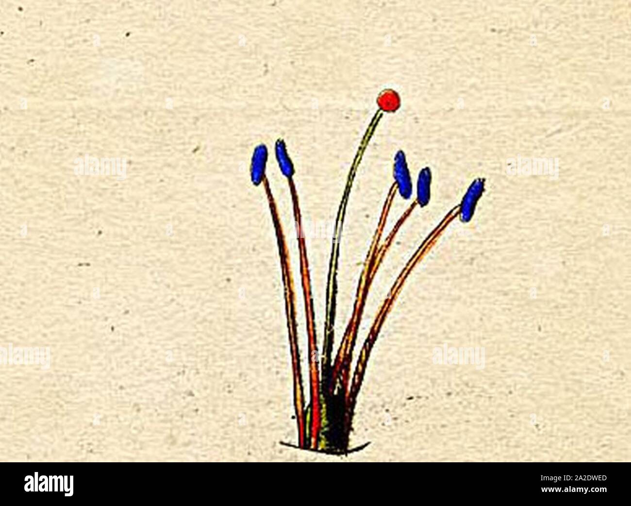 Ehret hi-res stock photography and images - Alamy