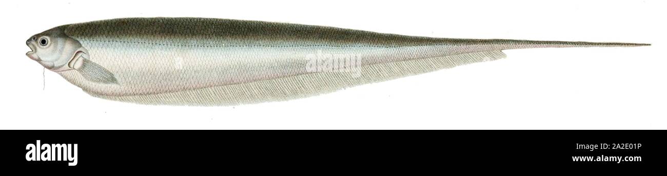 Eigenmannia hi-res stock photography and images - Alamy