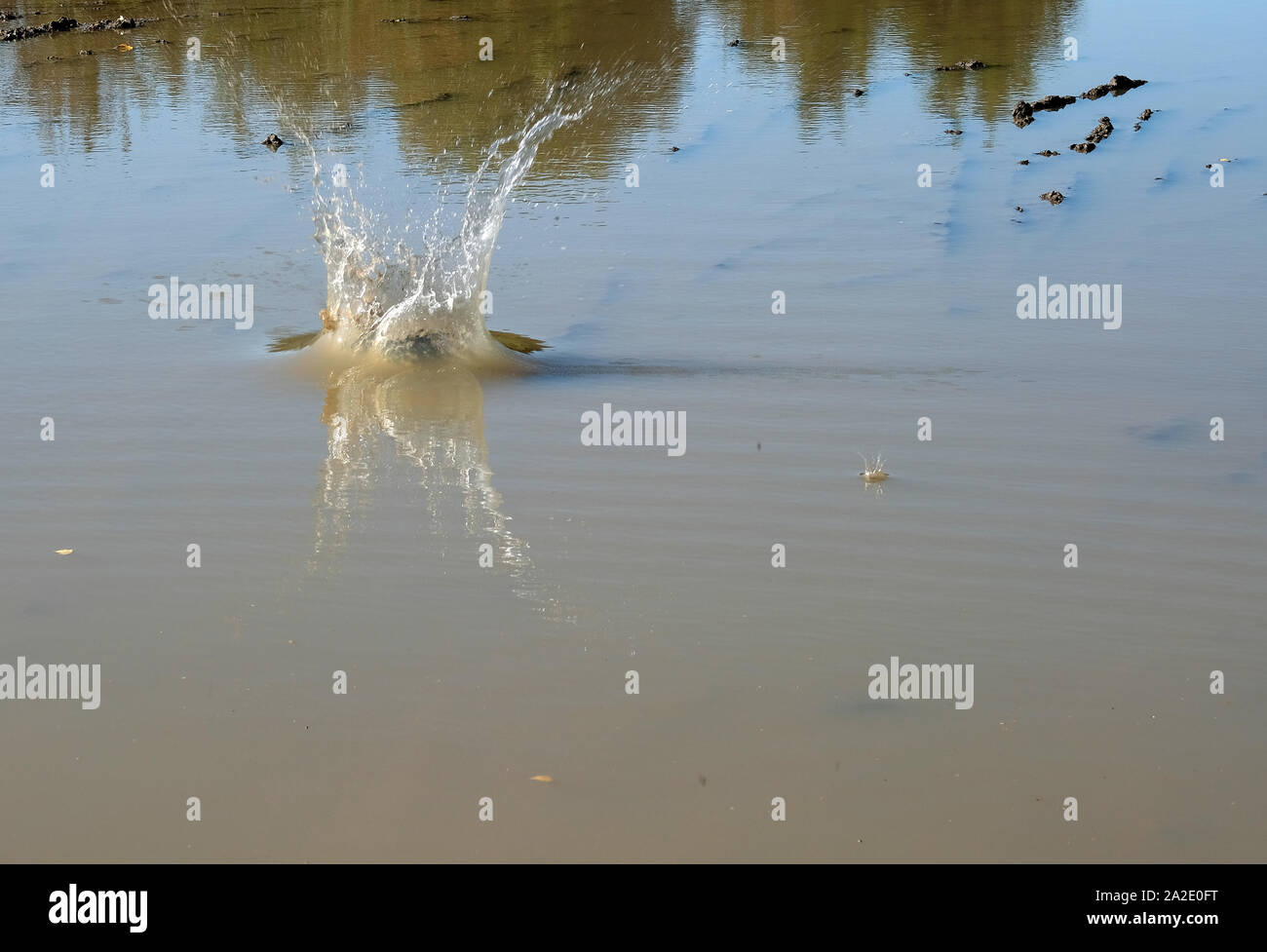 Water splash in a puddle after a pebble is thrown in Stock Photo - Alamy