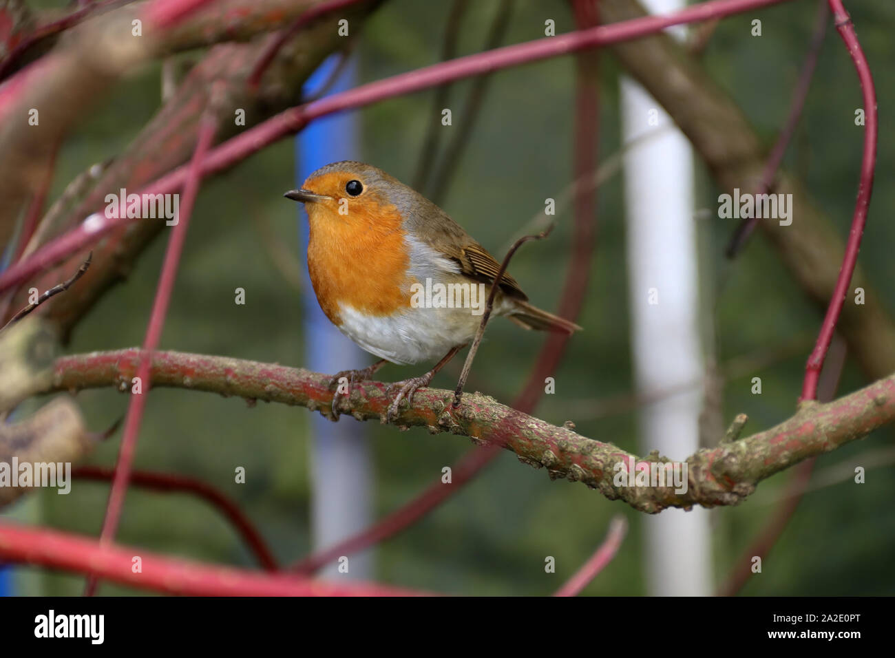 Robin in garden hi-res stock photography and images - Alamy