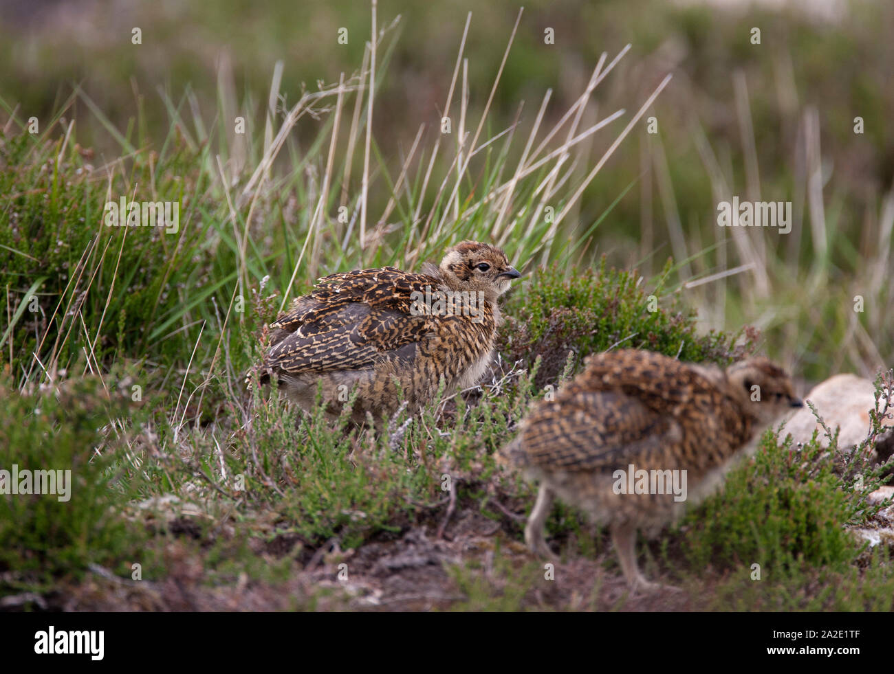 Grouse chicks hi-res stock photography and images - Alamy