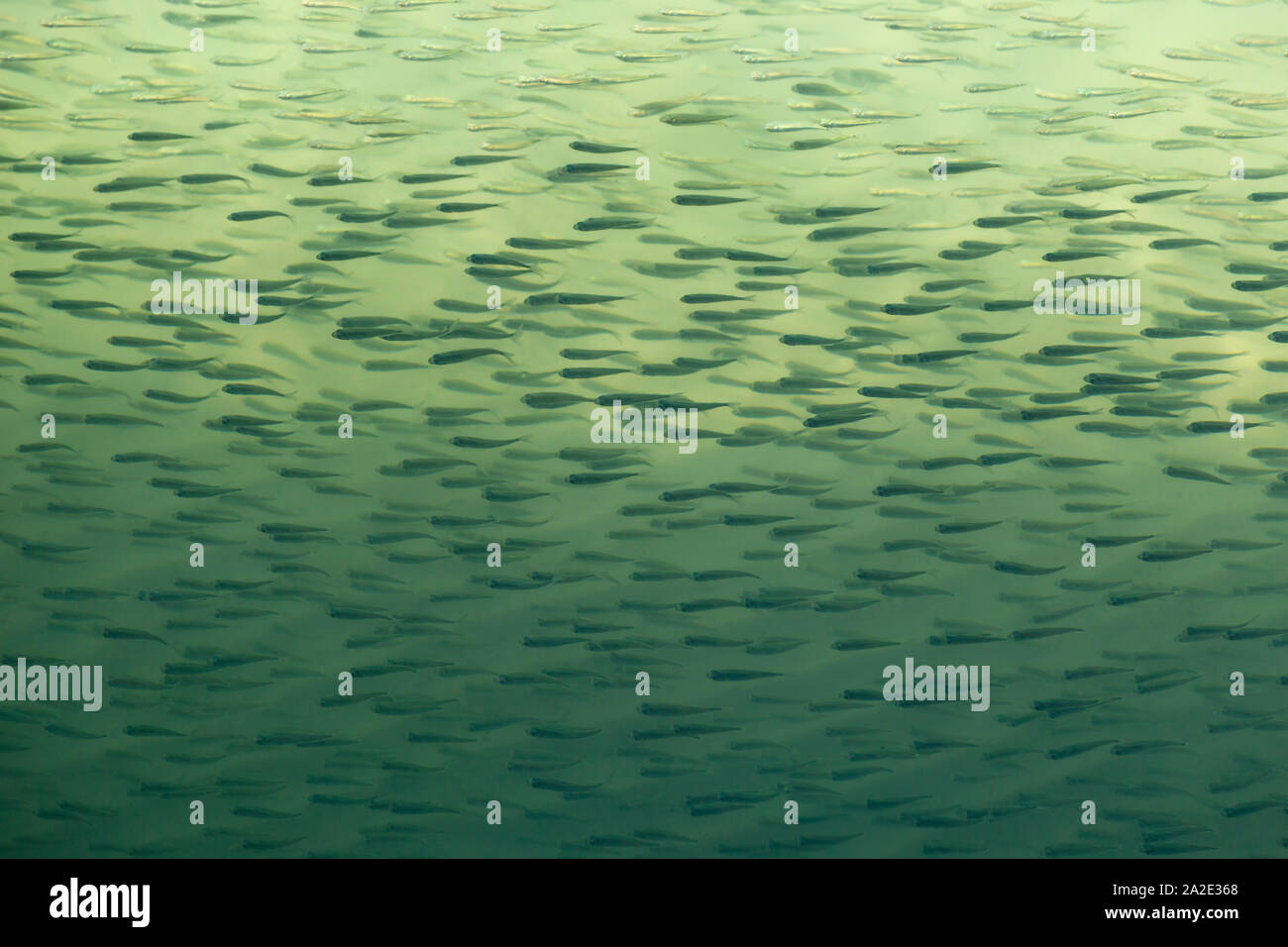 Shoal small fish in sea hi-res stock photography and images - Alamy