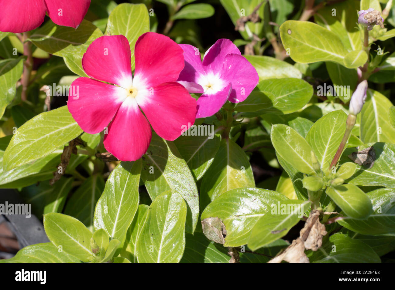 Vinca vine hi-res stock photography and images - Alamy