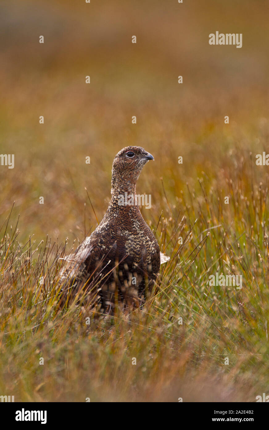 British moorland birds hi-res stock photography and images - Alamy