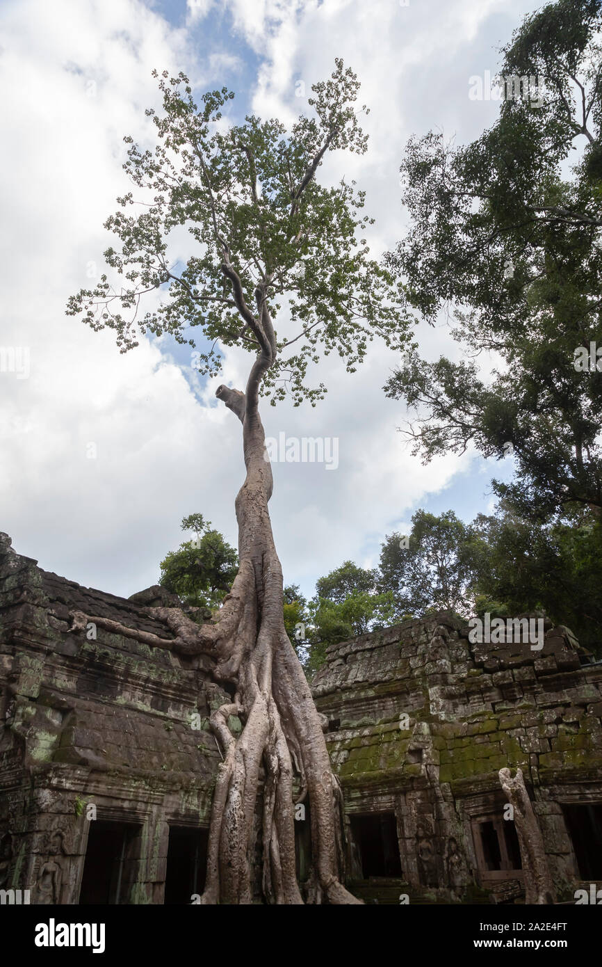 trees at ta prom Stock Photo - Alamy