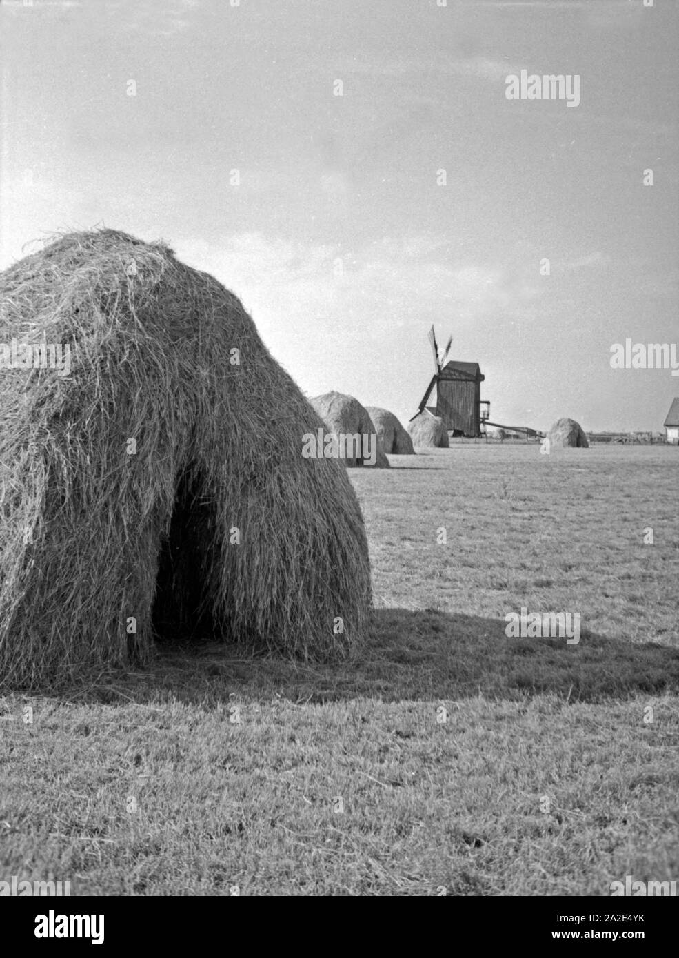 Haffwiesen am Kurischen Haff im Memeldelta in Ostpreußen, 1930er Jahre ...