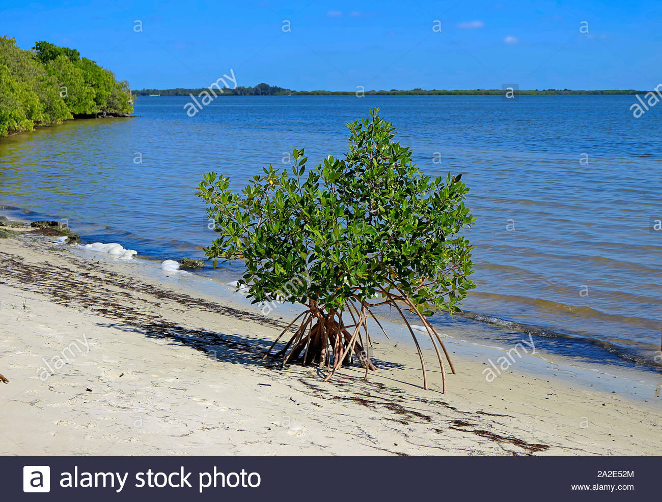 Red Mangrove Rhizophora Mangle High Resolution Stock Photography and ...