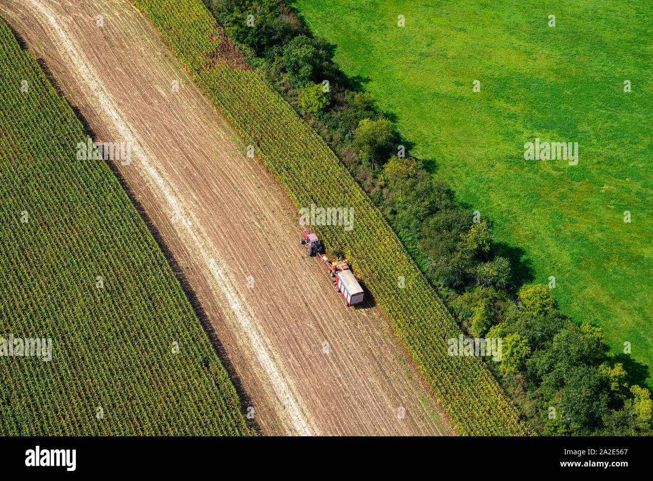 Corn chops hi-res stock photography and images - Alamy