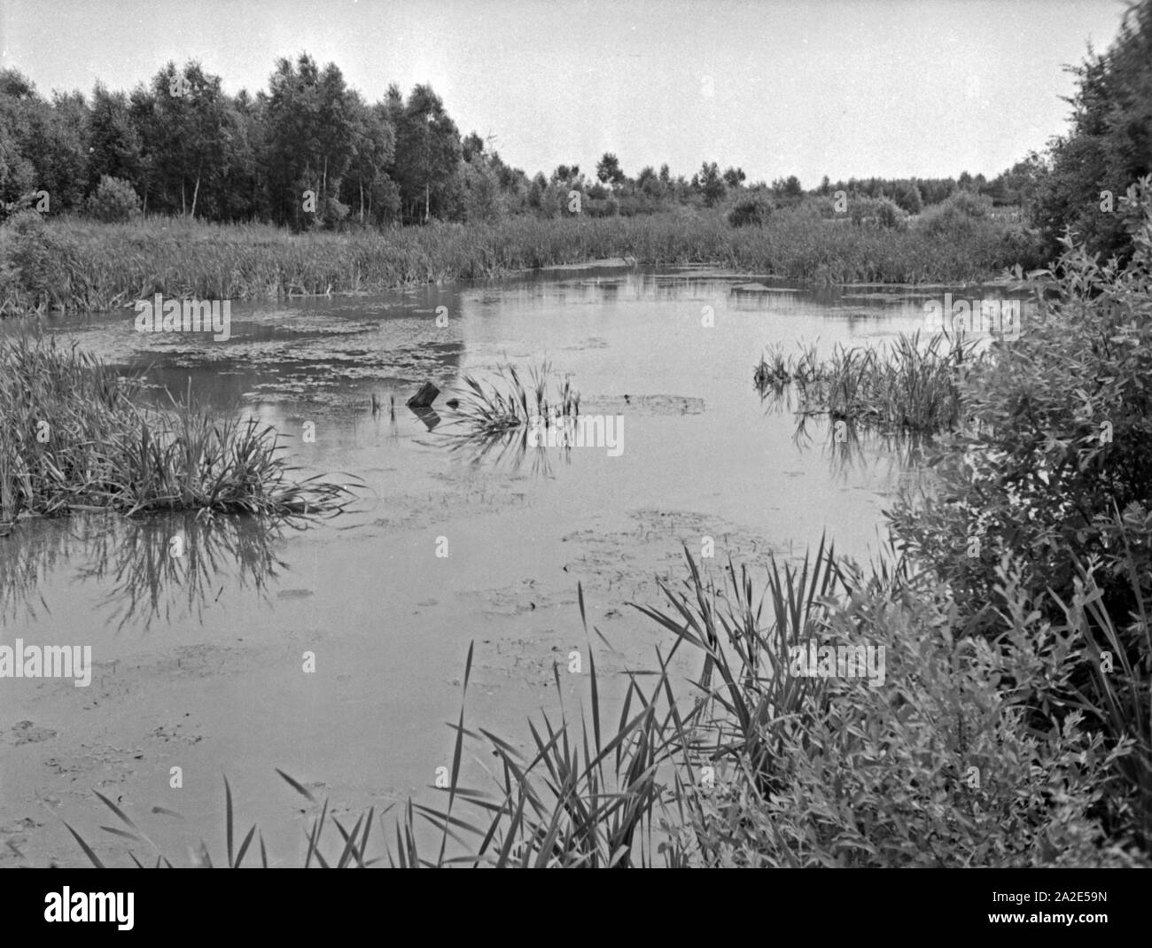 Sumpflandschaft im grossen moosbruch hi-res stock photography and ...