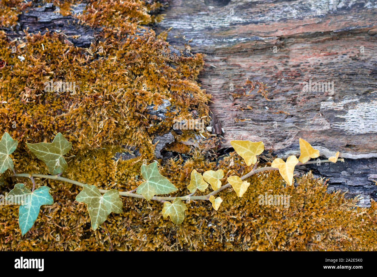 Moss and ivy close-up on tree surface Stock Photo - Alamy