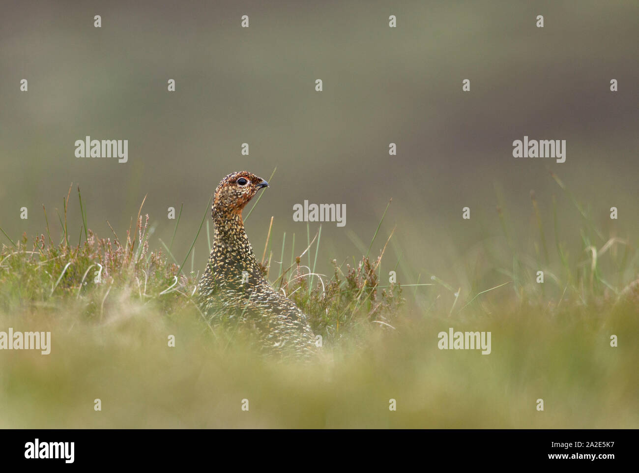 Red Grouse, Lagopus lagopus scoticus, Portrait of single adult female ...