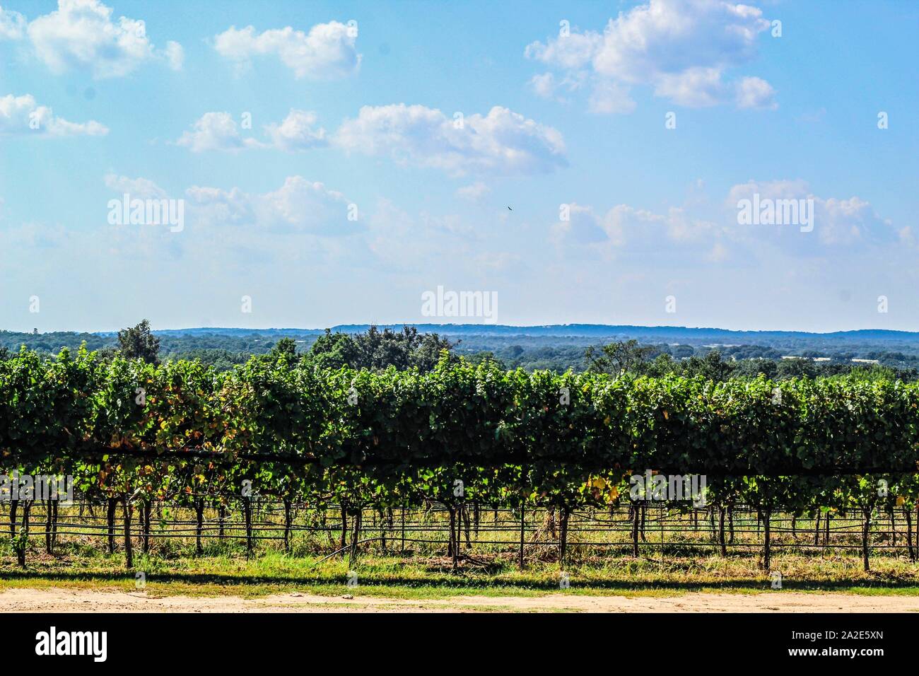 A row of grapevines growing at a winery in the Texas hill Country Stock ...