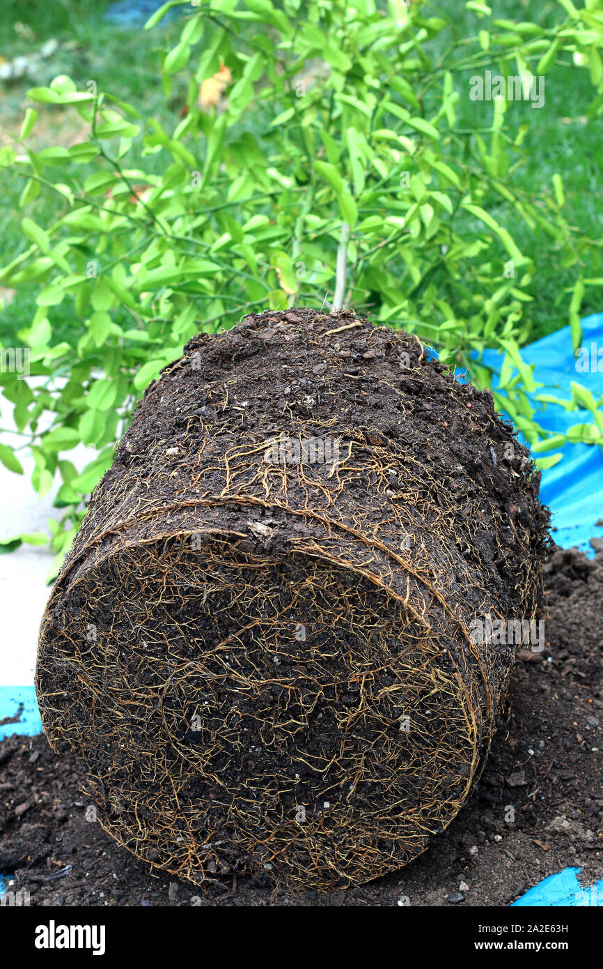 Plant roots soil hi-res stock photography and images - Alamy