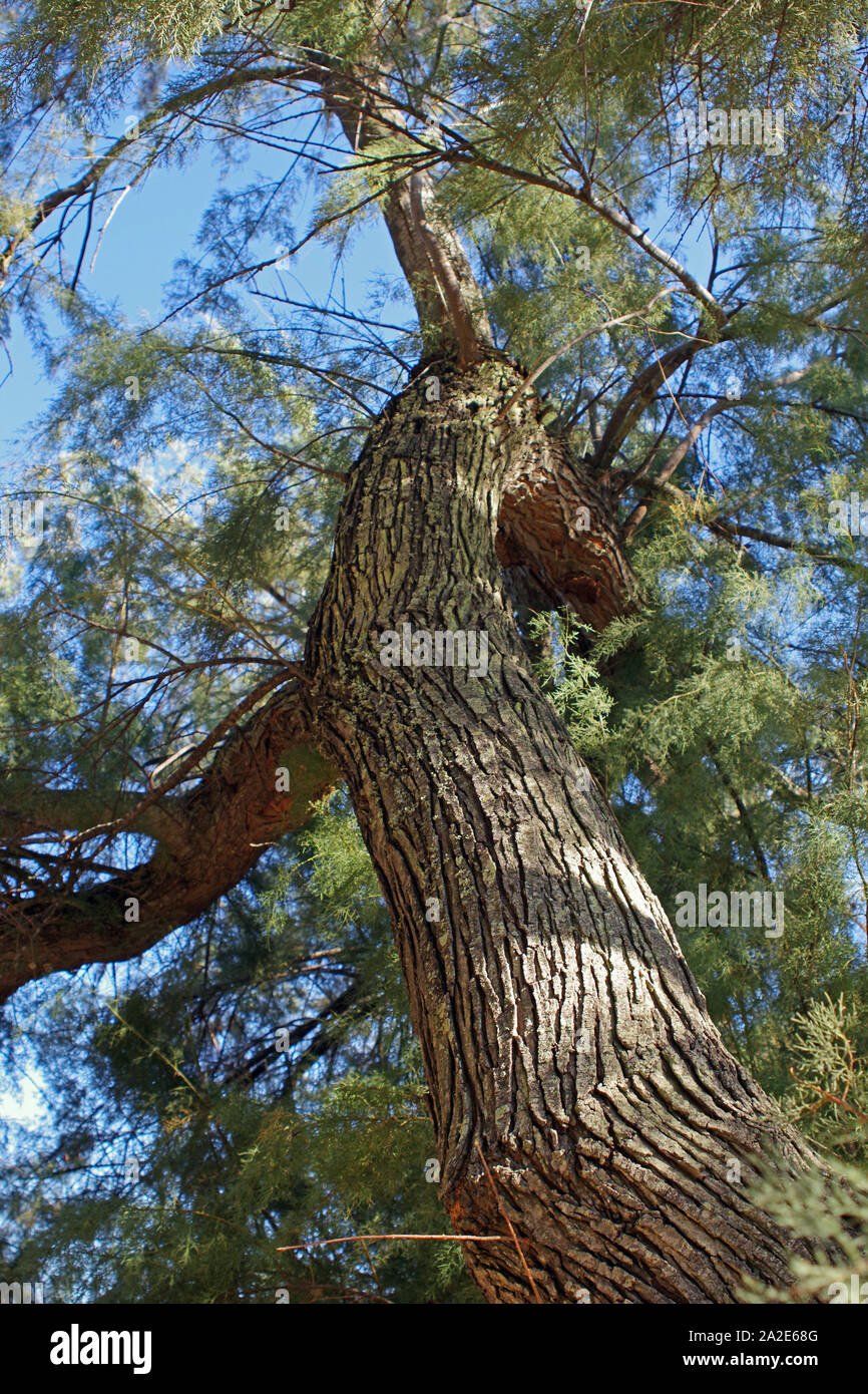 Tamarisk tree (tamarix) in Palau, Sardinia, Italy Stock Photo - Alamy