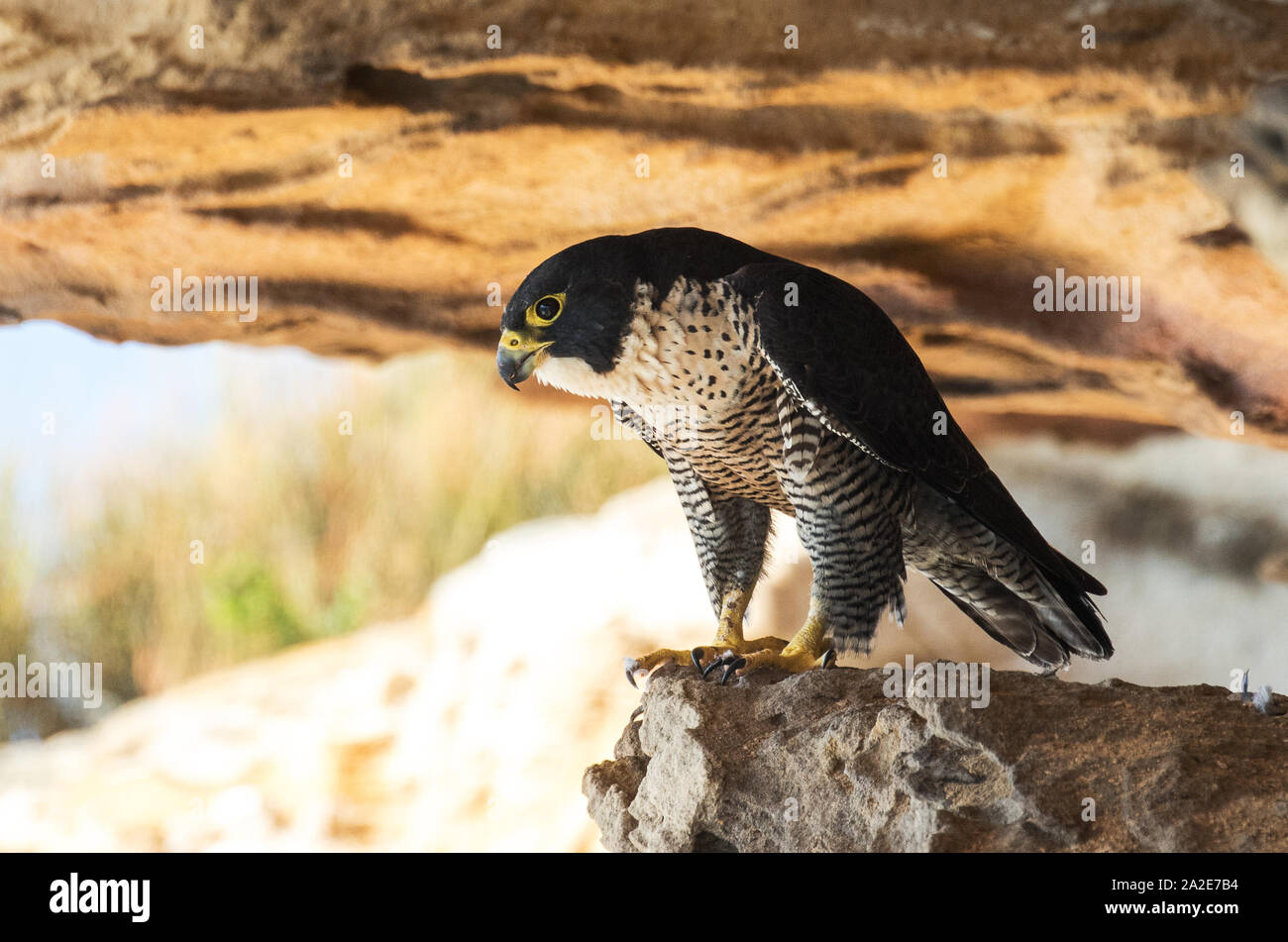 Peregrine Falcon resting at roosting site Stock Photo - Alamy