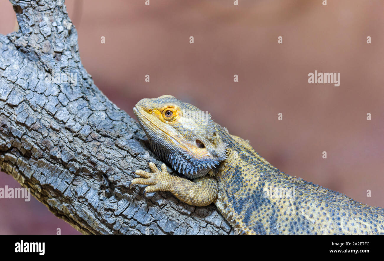 agama, reptilian, scale wood beige dragon zoology Stock Photo - Alamy