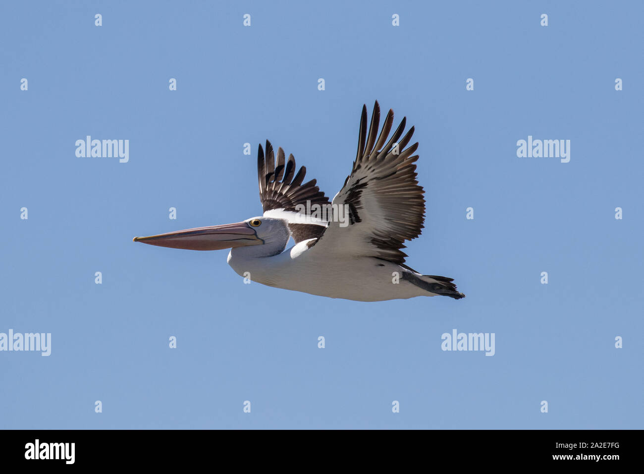Australian Pelican in flight Stock Photo - Alamy