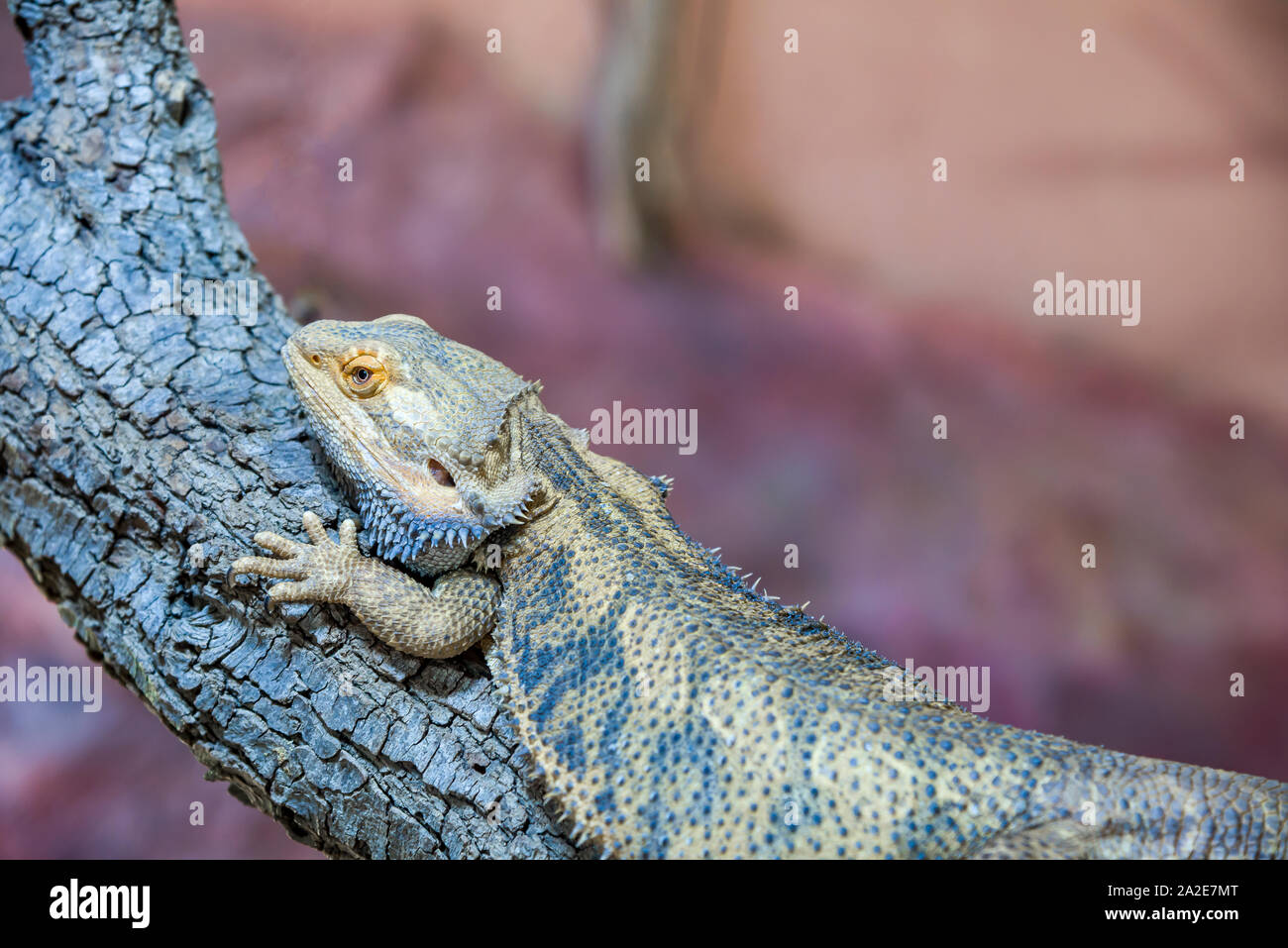 agama, reptilian, scale wood beige dragon zoology Stock Photo - Alamy