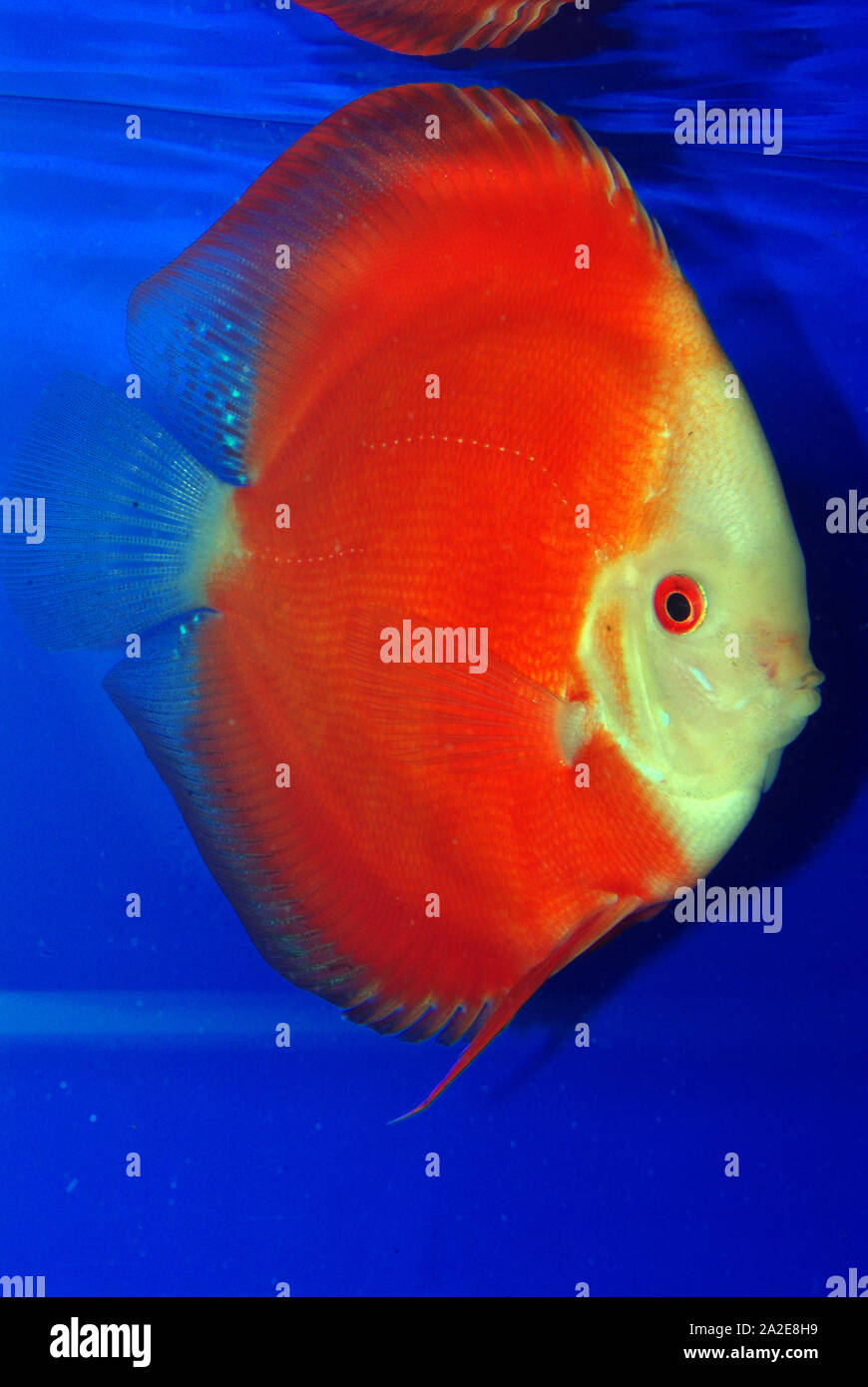 Red Royal Discus