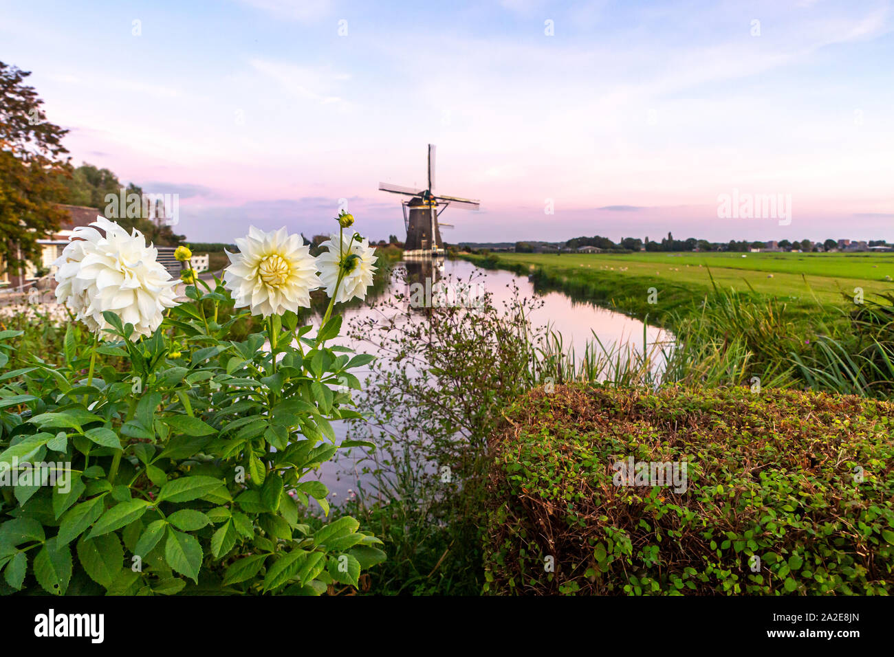 Rose windmill hi-res stock photography and images - Alamy