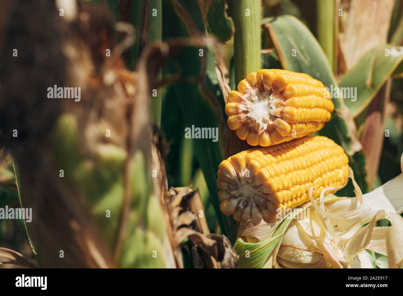 Corn Cross Section High Resolution Stock Photography and Images - Alamy