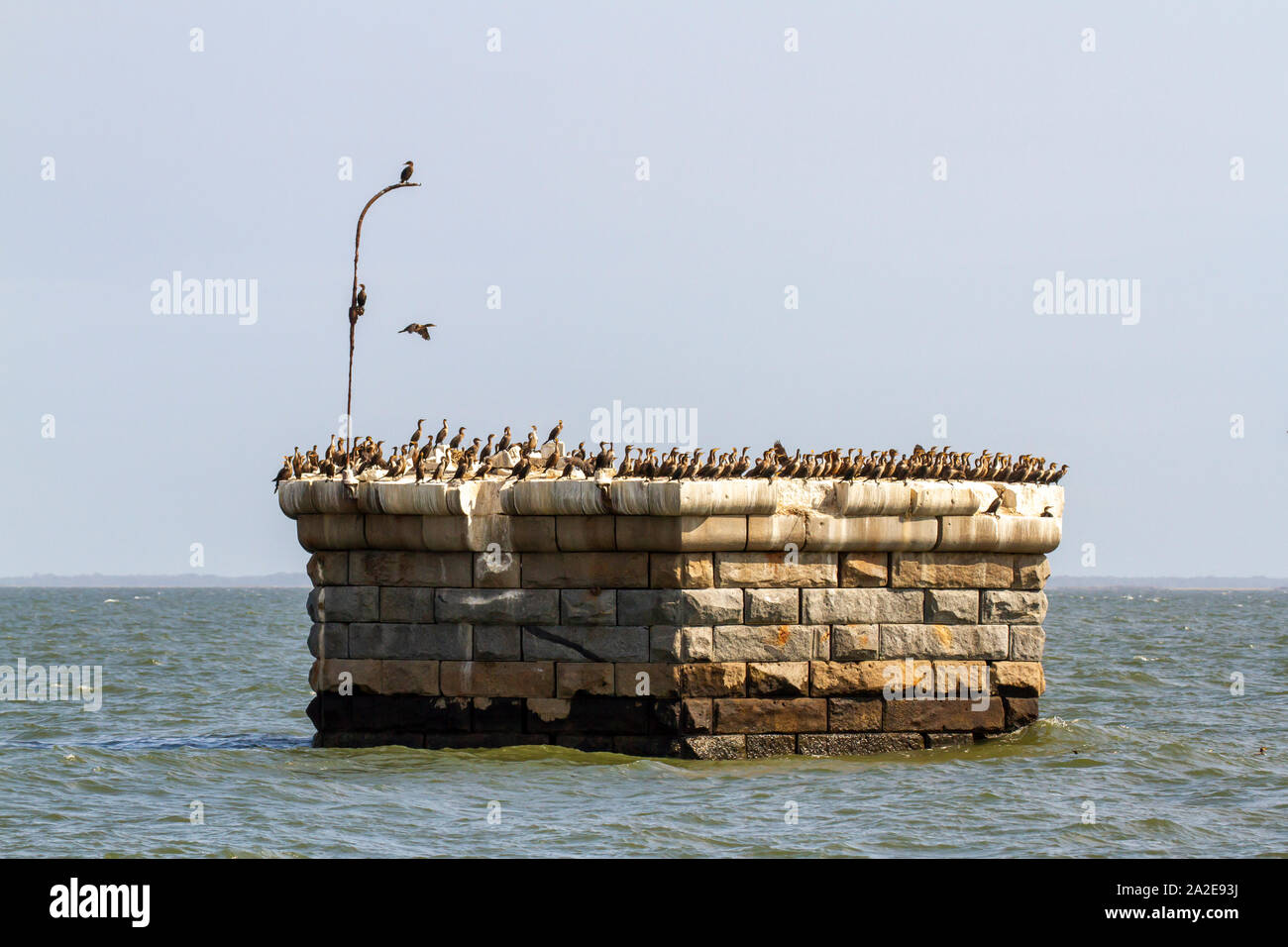 Cormorants using remains of Cross Ledge Lighthouse in Delaware Bay ...