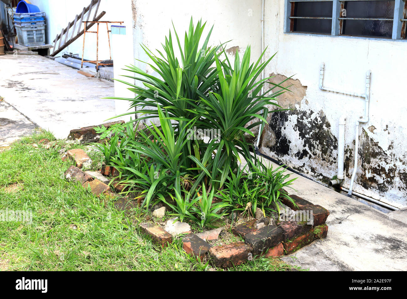 Pandanus hi-res stock photography and images - Alamy