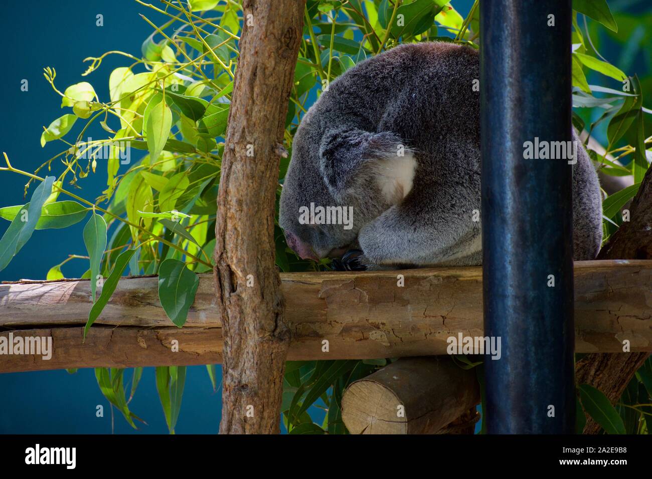 Queensland Koala High Resolution Stock Photography and Images - Alamy
