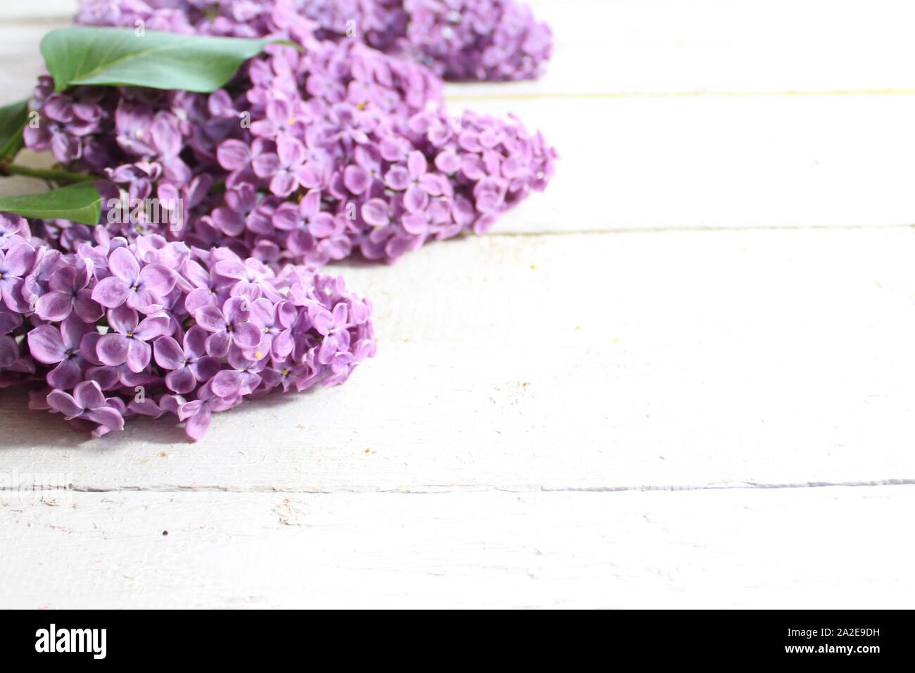 The picture shows purple lilac border on white boards Stock Photo - Alamy