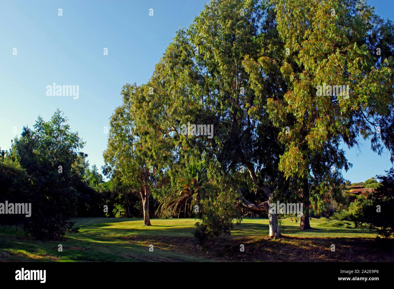 Palau, Sardinia, Italy. Cala Capra resort's garden Stock Photo - Alamy